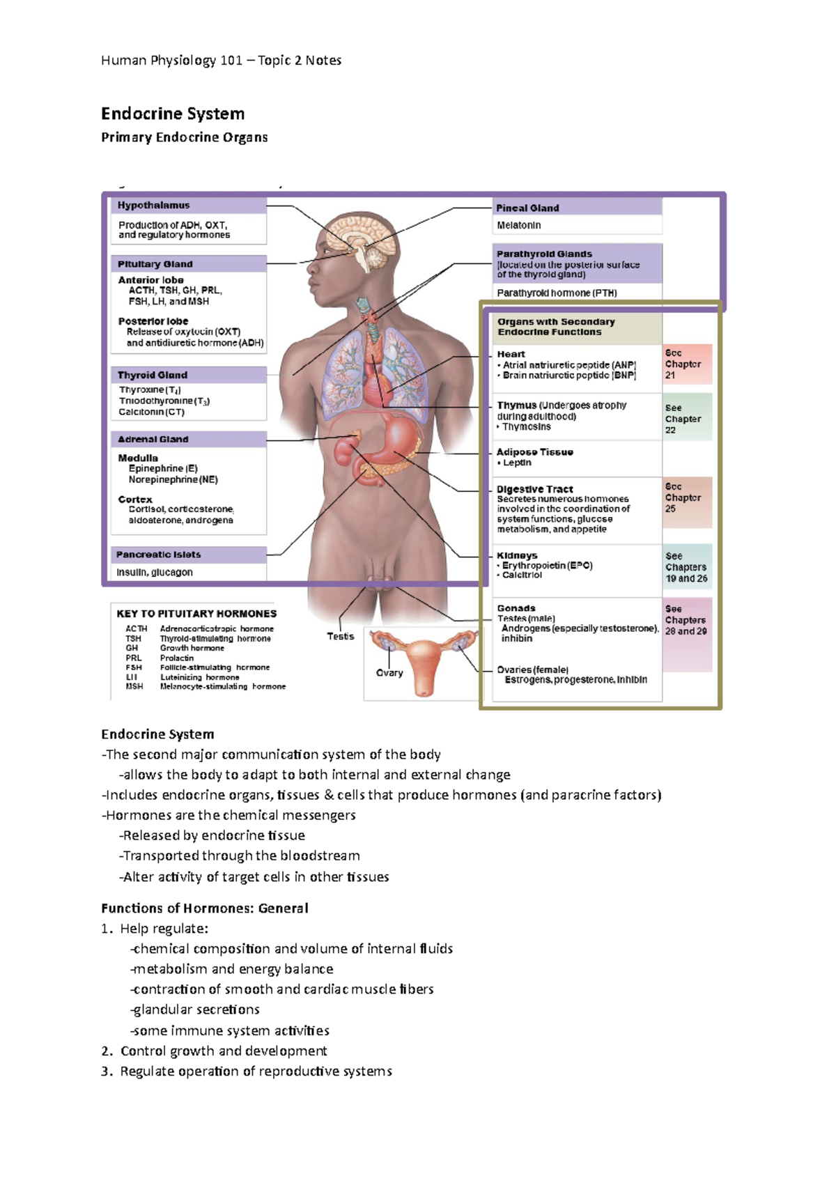 Topic 2 Notes - Endocrine System Primary Endocrine Organs Endocrine ...