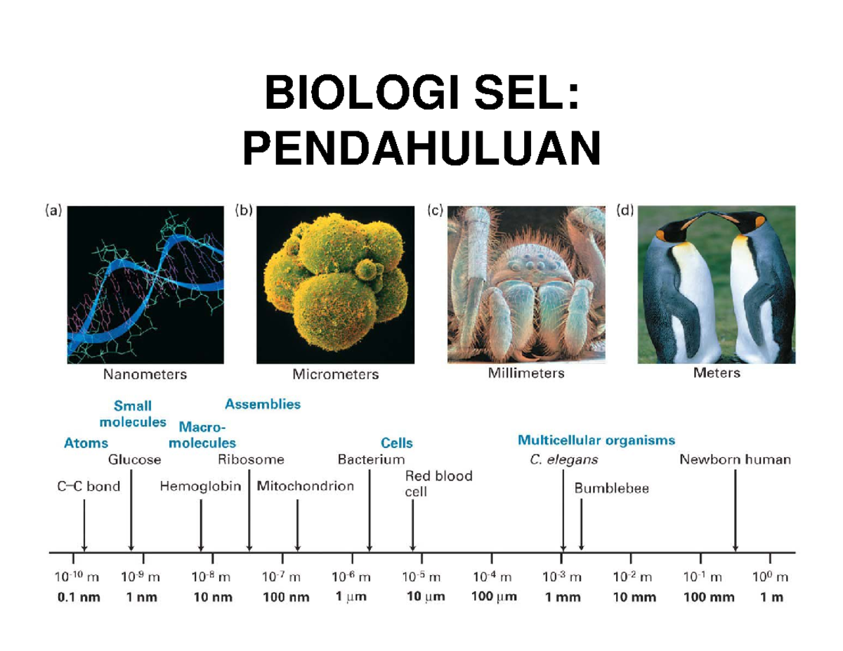 CELL 1-Pendahuluan - Lecture note - BIOLOGI SEL: PENDAHULUAN BISEL07 ...