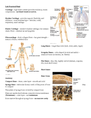 Exercise 11-3 - Articulations and Body Movement Lab Guide - Exercise 11 ...