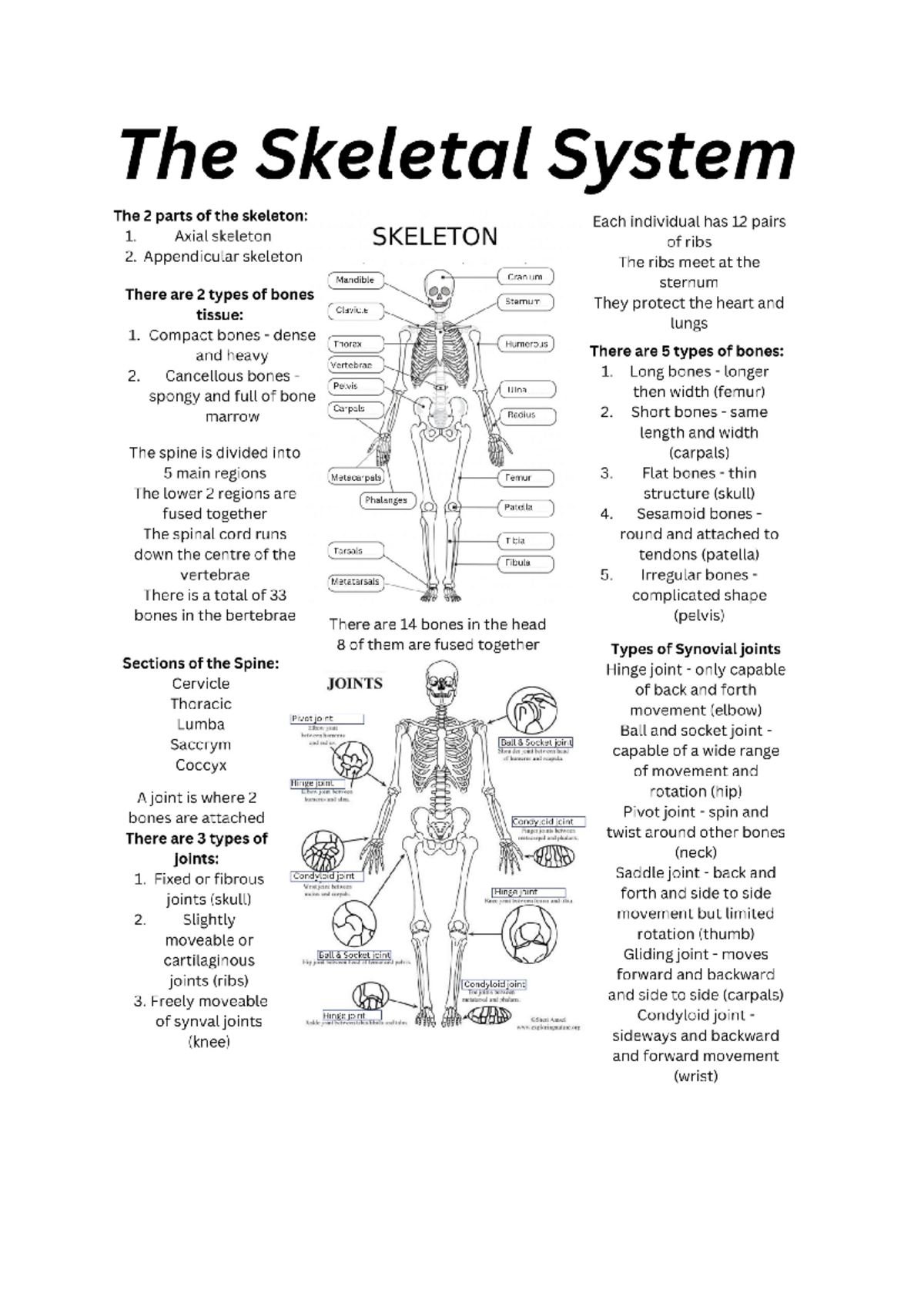 Skeletal System - Studocu