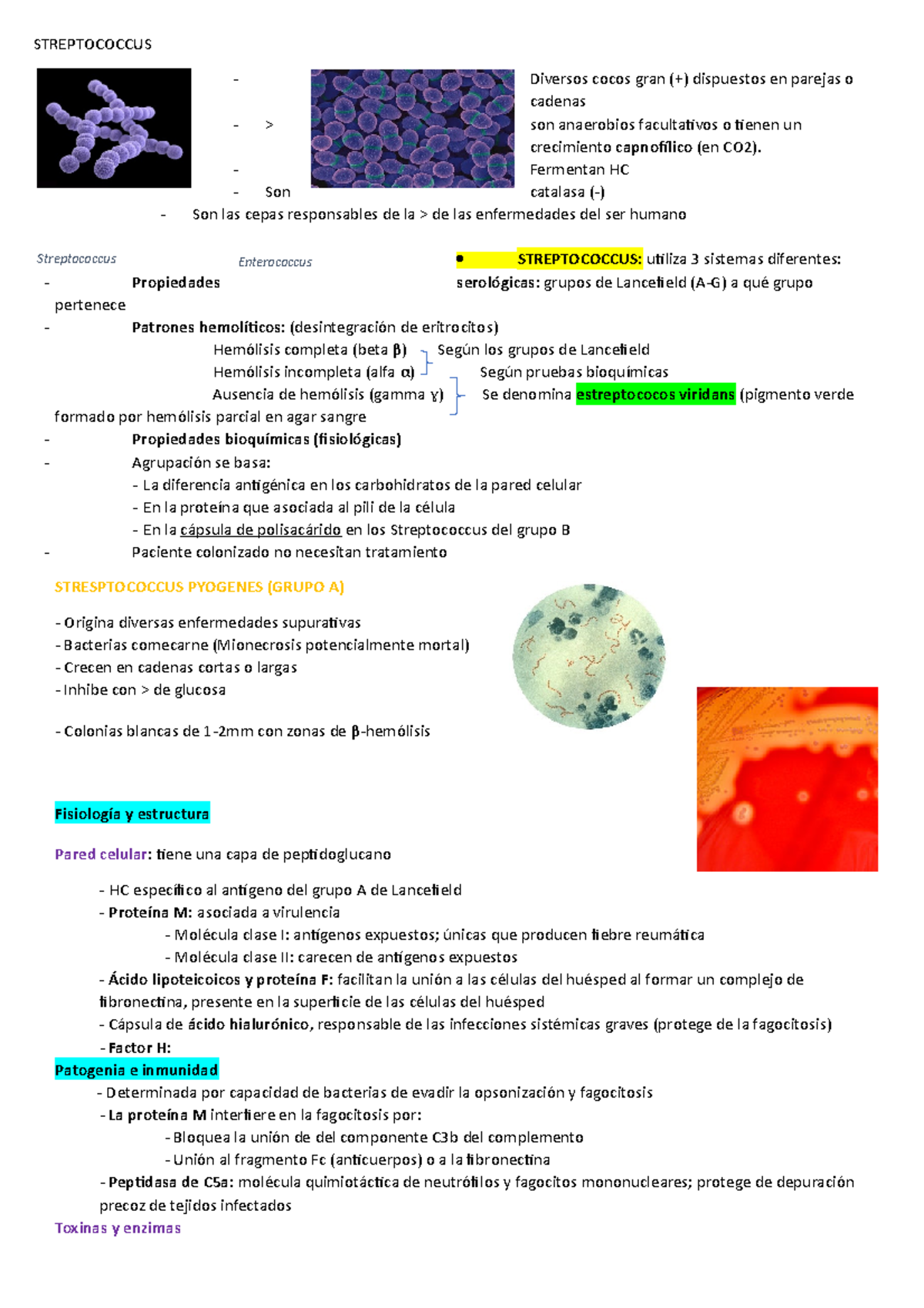 (1) Streptococcus - STREPTOCOCCUS Diversos cocos gran (+) dispuestos en ...