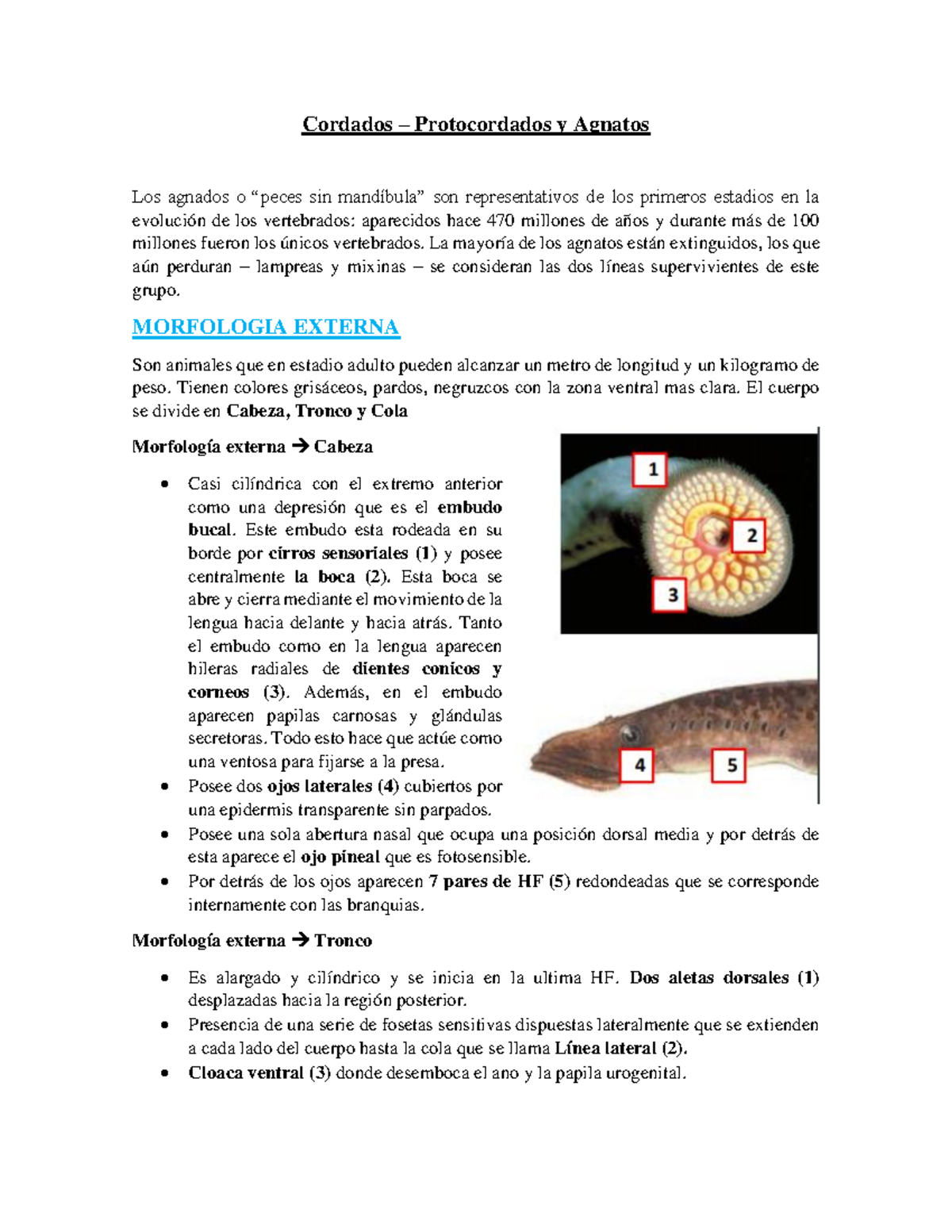 Cordados - Protocordados, agnatos (15) - Cordados – Protocordados y ...