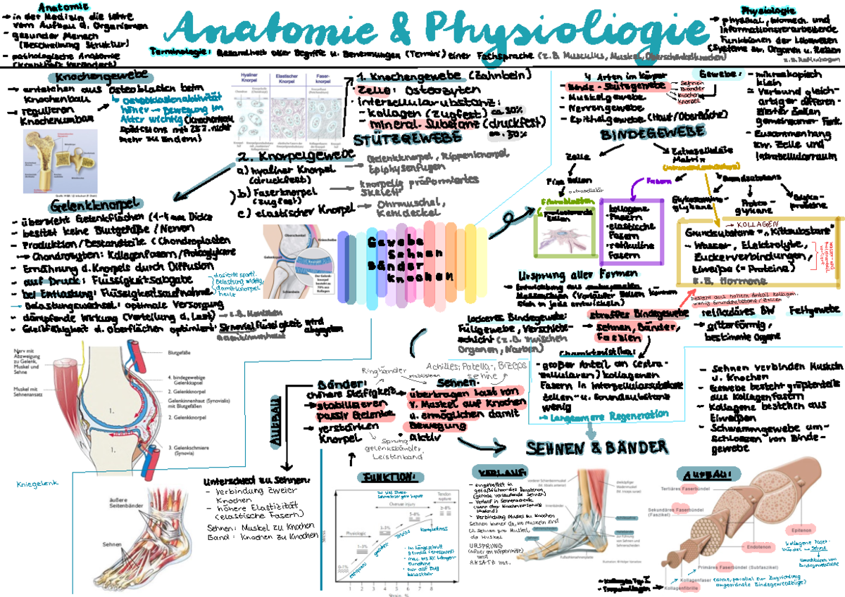 Anatomie Zusammenfassung - Anatomie Physiologie → in der Medizin die ...