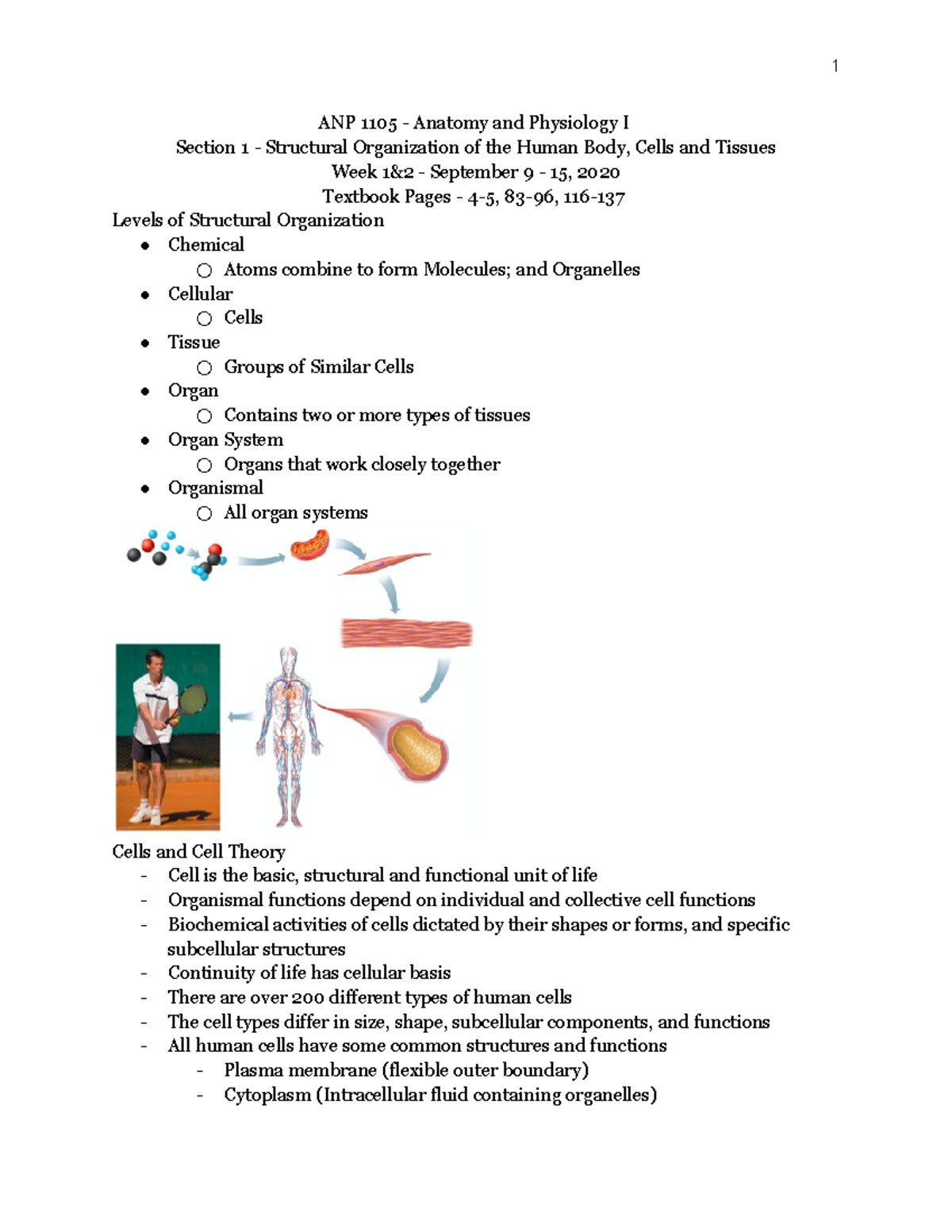 Section 1 - Notes - ANP 1105 - Anatomy and Physiology I Section 1 ...