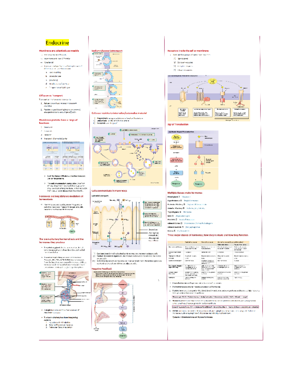 Phyl1007 endo notes - PHYL1007 - Studocu