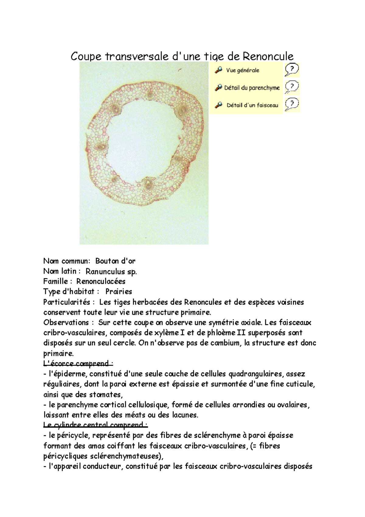 Biologie végétale - Coupe transversale d'une tige de Renoncule Nom ...