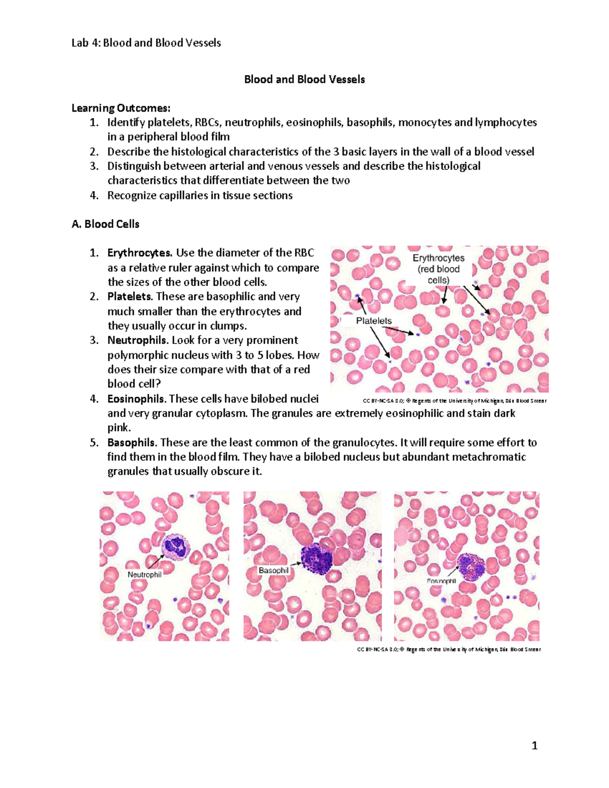 Lab 04 Blood and Blood Vessels - 1 Blood and Blood Vessels Learning ...