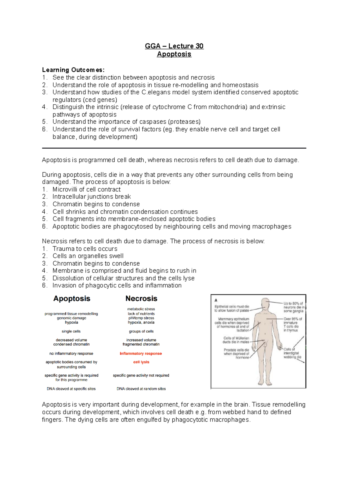 Apoptosis and Necrosis - GGA Lecture 30 Apoptosis Learning Outcomes: 1 ...