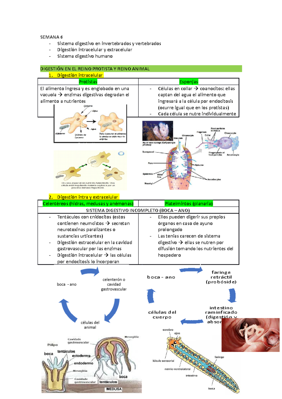 SEMANA 6 BIOLOGÍA - SEMANA 6 Sistema digestivo en invertebrados y ...