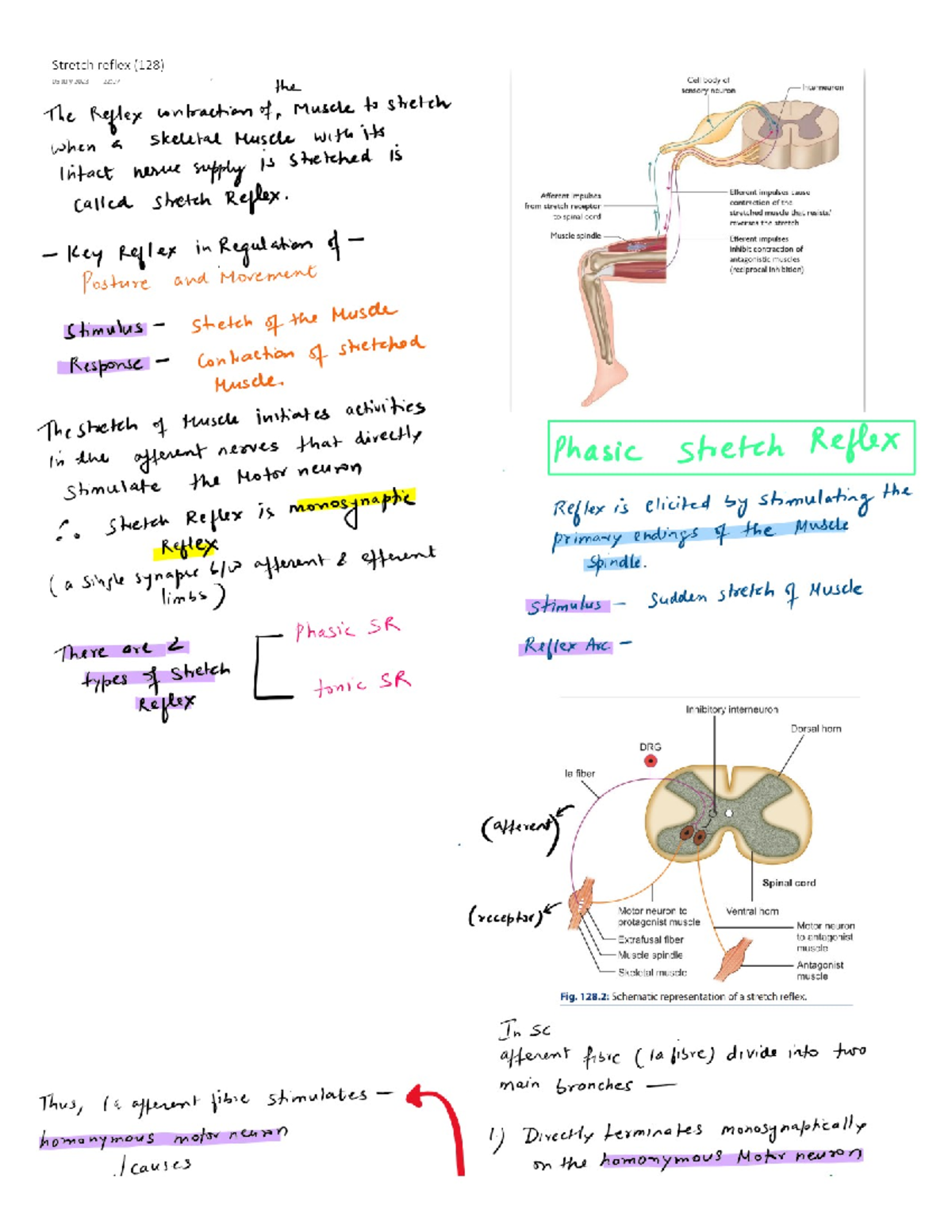 Stretch reflex - physiotherapy - Studocu
