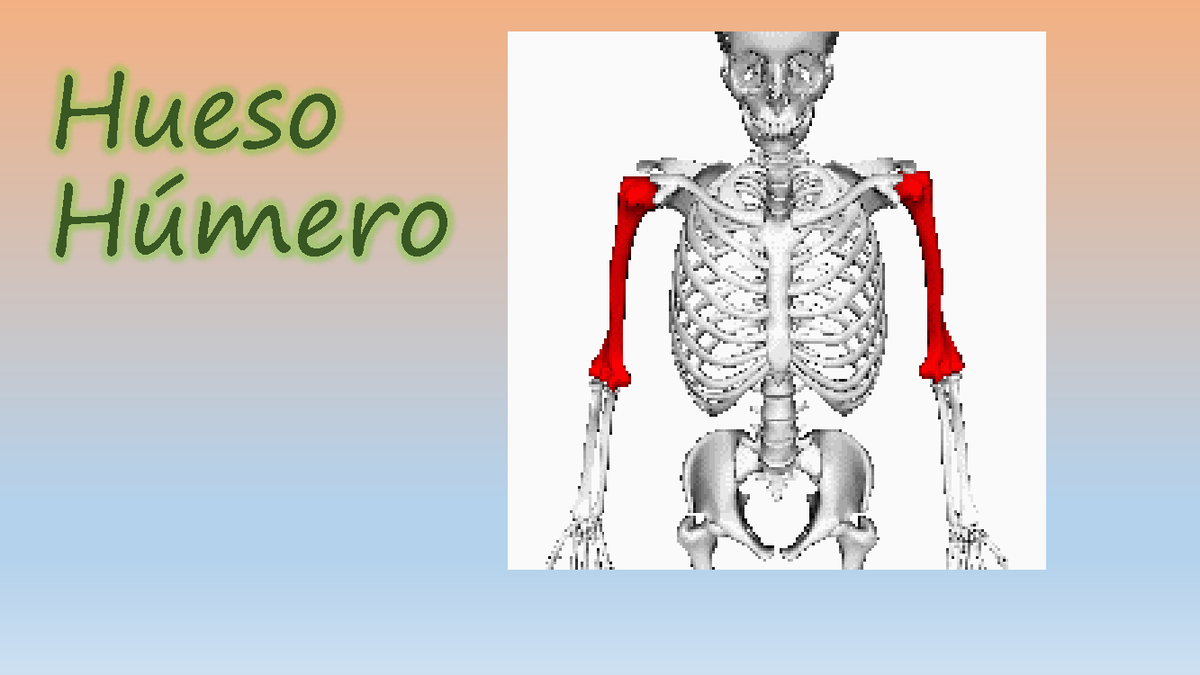 Húmero - Diapositivas - Hueso H ̇mero H ̇mero( brazo) Son dos huesos de ...