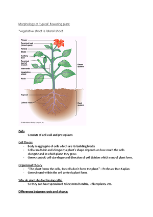 Lecture Study Notes for Test 1, Summary Notes - Plant Morphology The ...