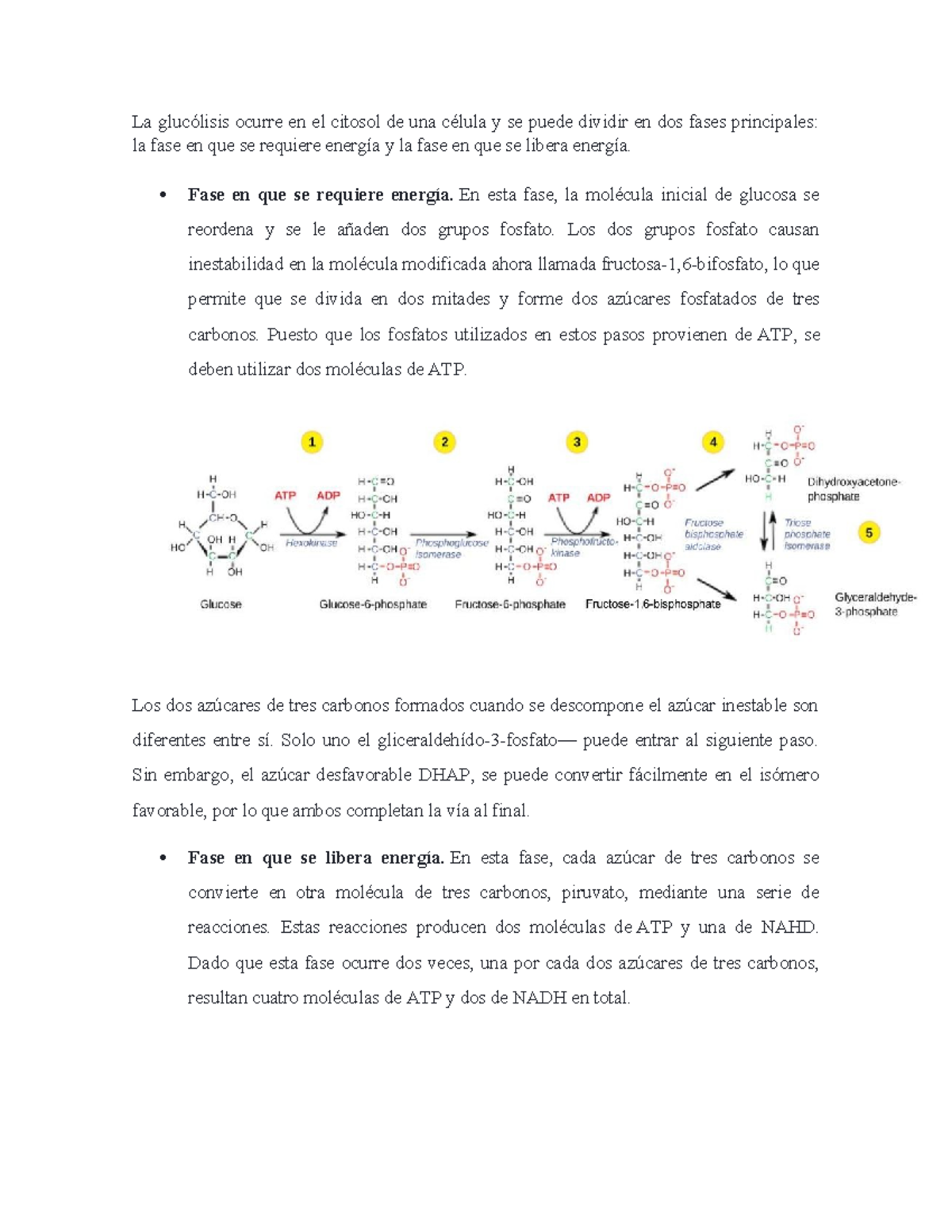 Resumen de produccion de ATP - La glucólisis ocurre en el citosol de ...