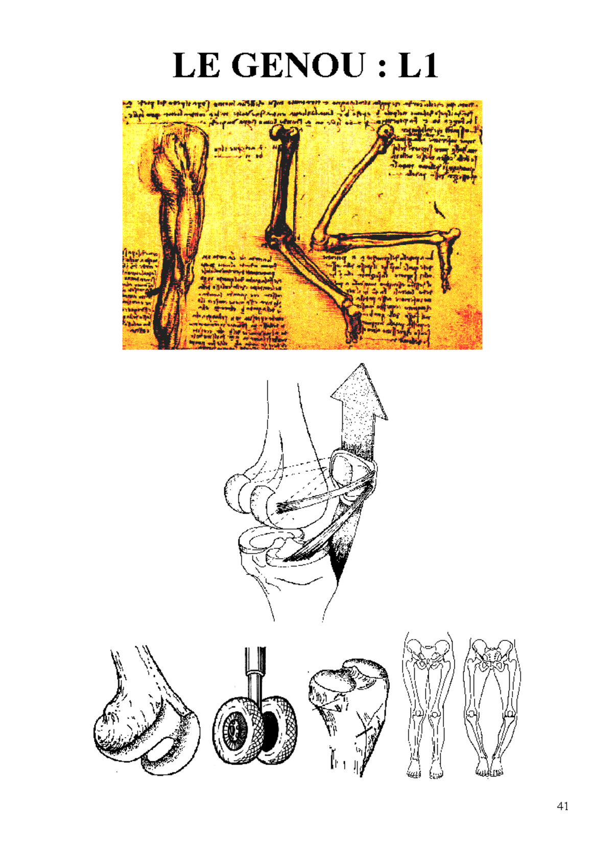Document 2 - Notes de cours 1-42 - LE GENOU : L1 41 Articulation du ...