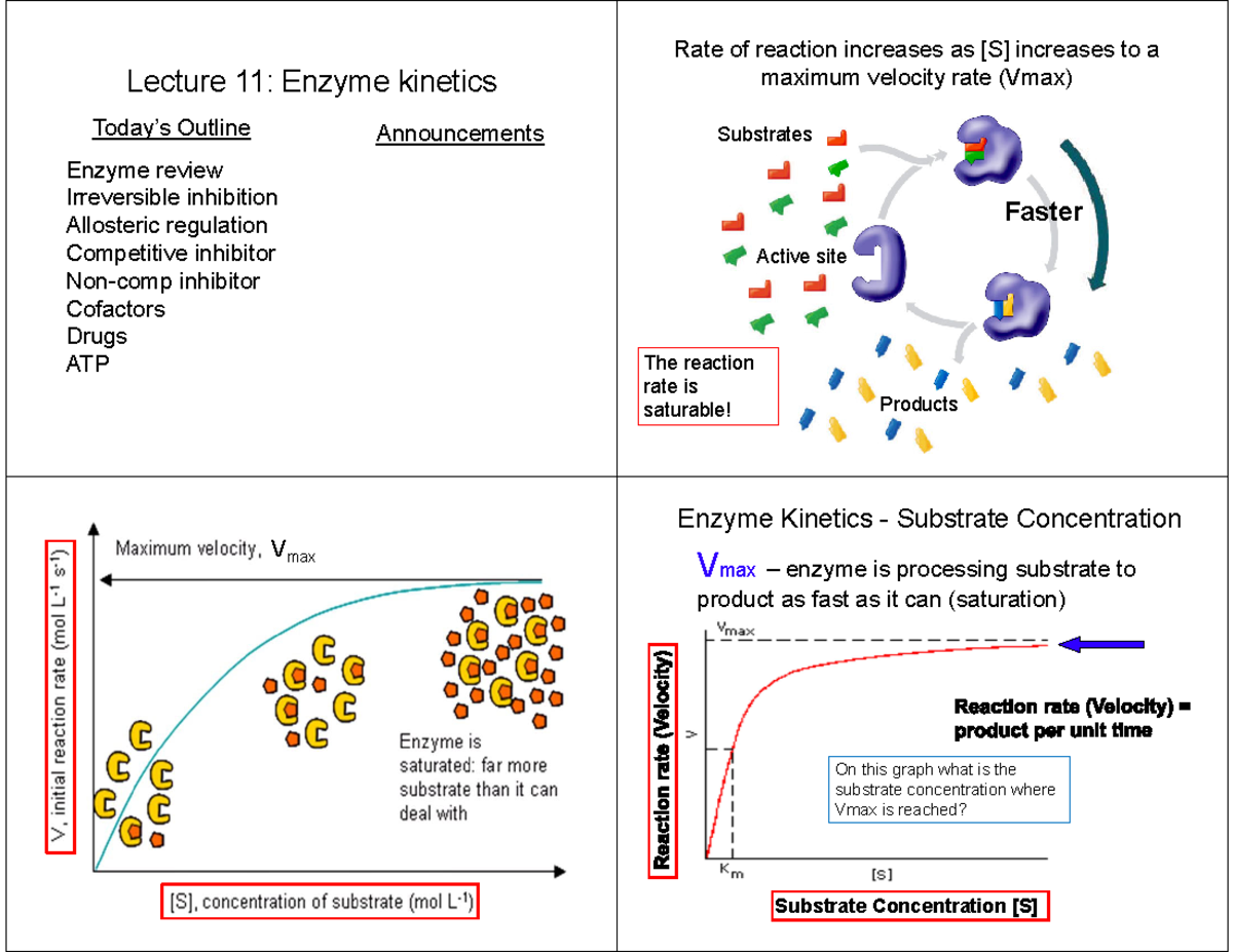 Lecture 11: Enzyme kinetics - Today’s Outline Announcements Enzyme ...