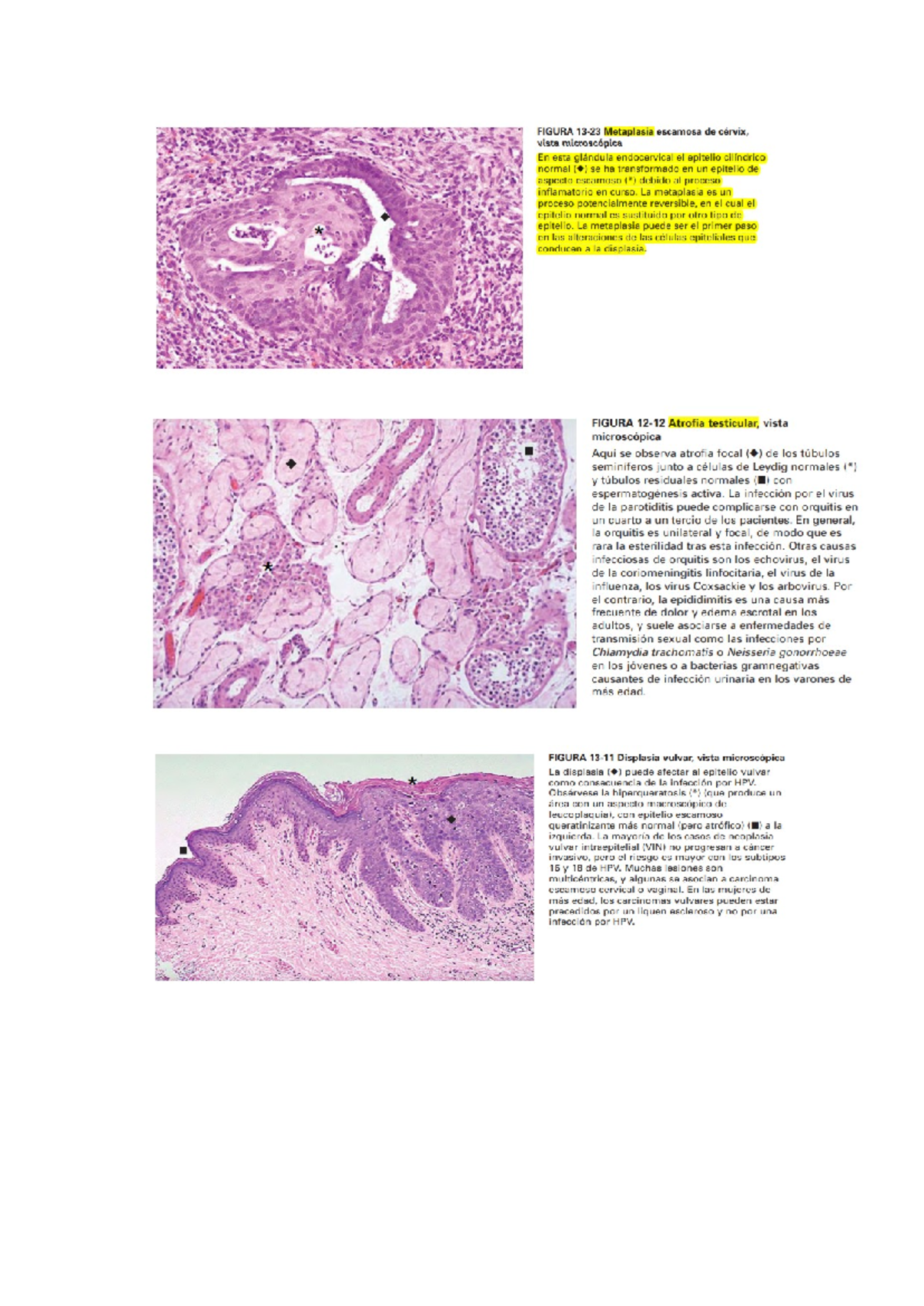 Xcccc - ayuda mucho para estudiar - Patología General - Studocu