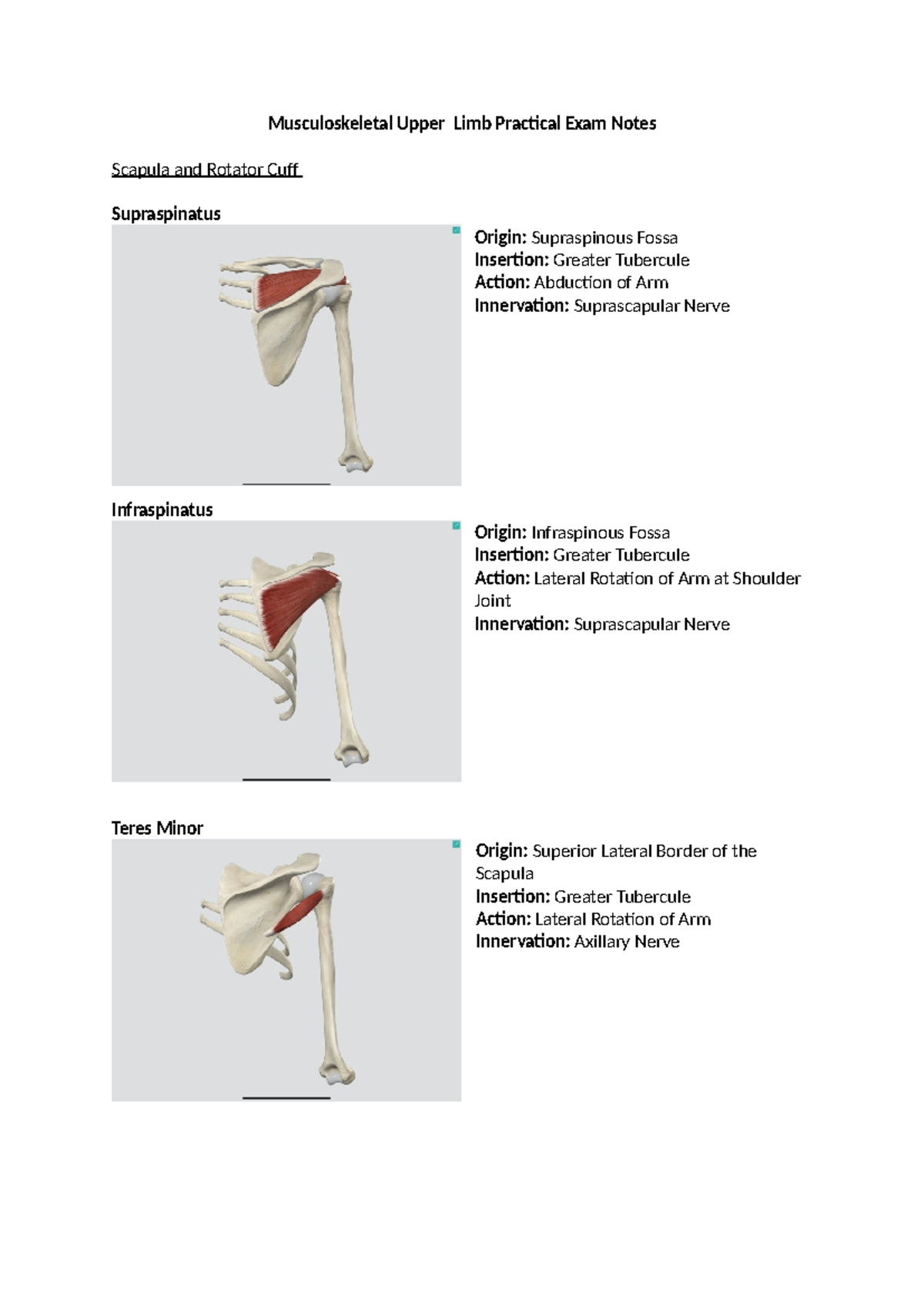 Musculoskeletal Upper Limb Practical Exam Notes - Studocu