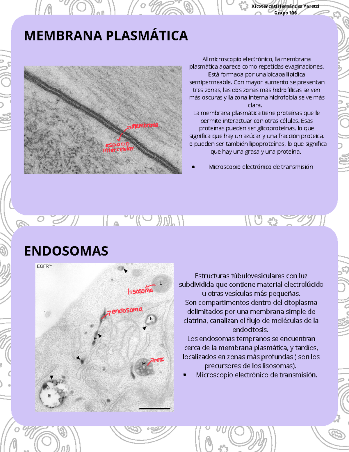 Membrana PlasmáTICA - Histologia - MEMBRANA PLASMÁTICA ENDOSOMAS ...