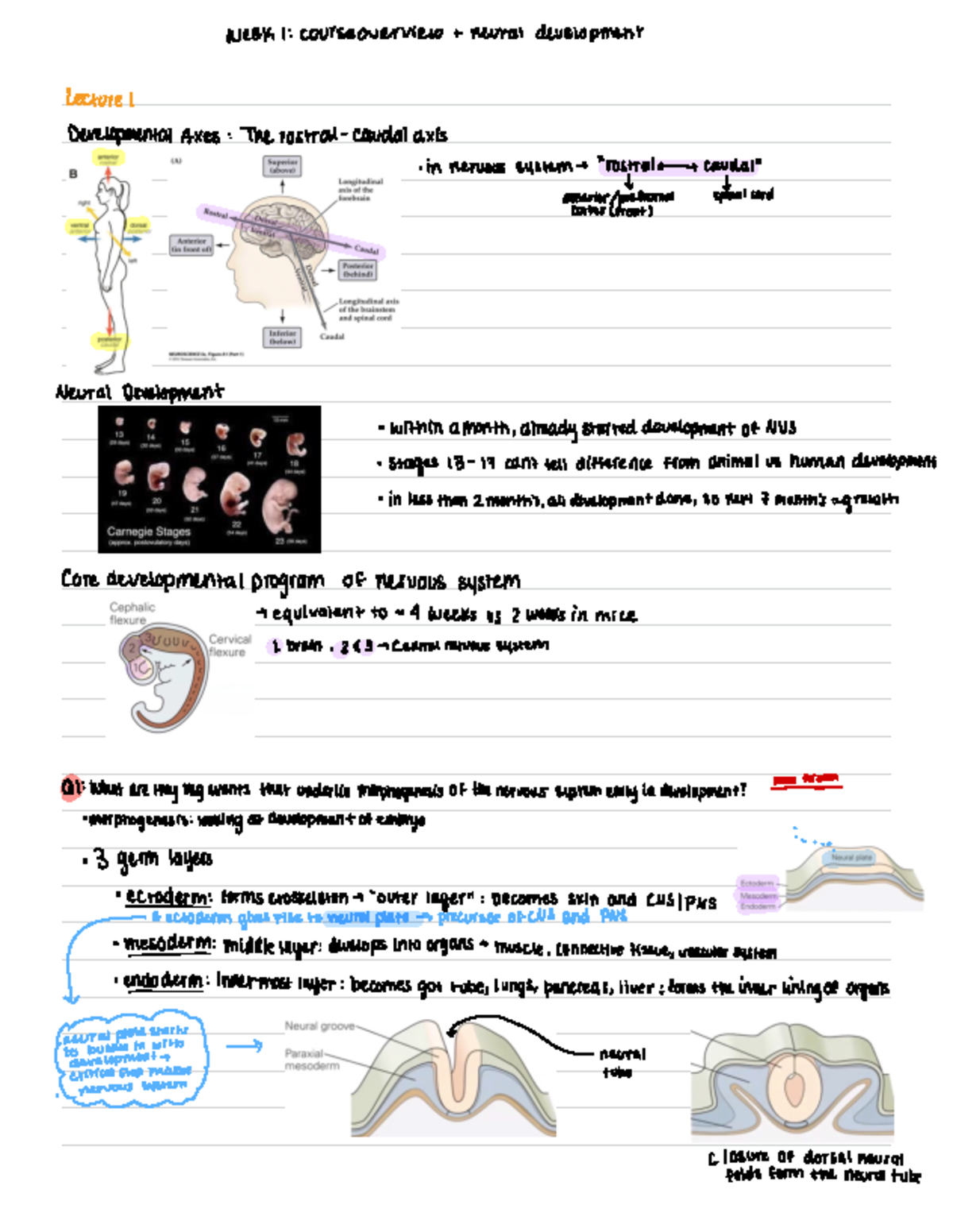 Cellular & Molecular Neurobiology - Week 1 : course overview + neural ...