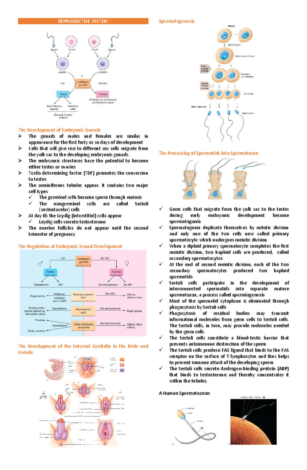 Reproductive-System-Handout - REPRODUCTIVE SYSTEM The Development of ...