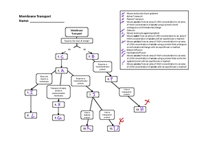 Membrane Fluidity Worksheet BIO - MEMBRANE FLUIDITY WORKSHEET BIO 181 ...