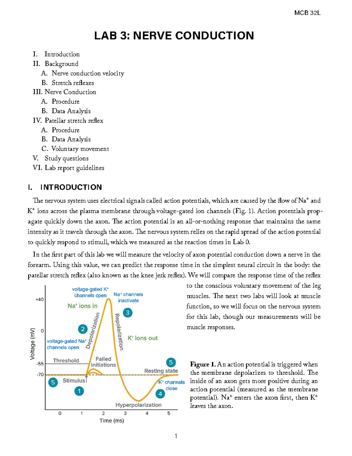 MCB 32L Lab 3 Instructions - LAB 3: NERVE CONDUCTION I. Introduction II ...