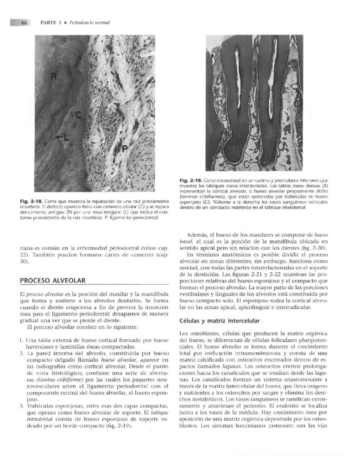 Proceso Alveolar Carranza - 46 PARTE 1 Periodoncio normal Fig. Corte ...