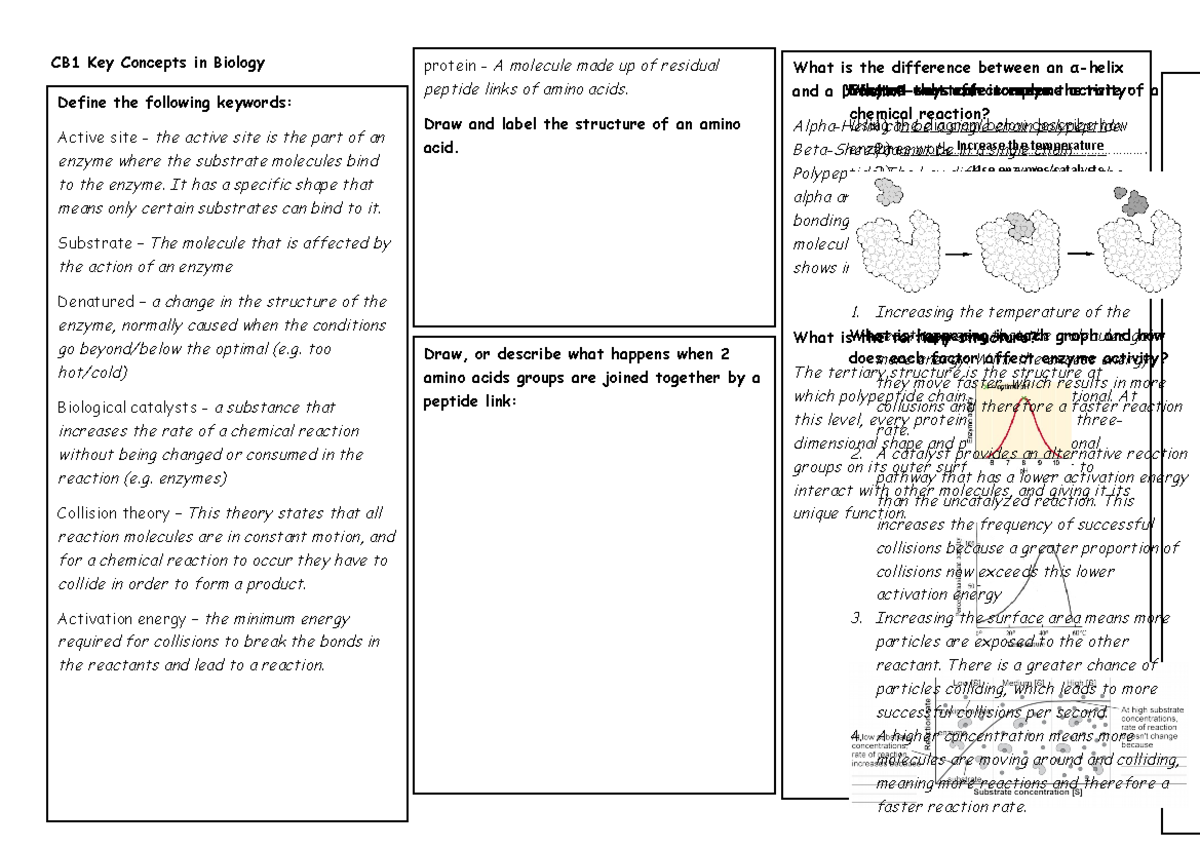 Enzyme revision - CB1 Key Concepts in Biology What is the difference ...
