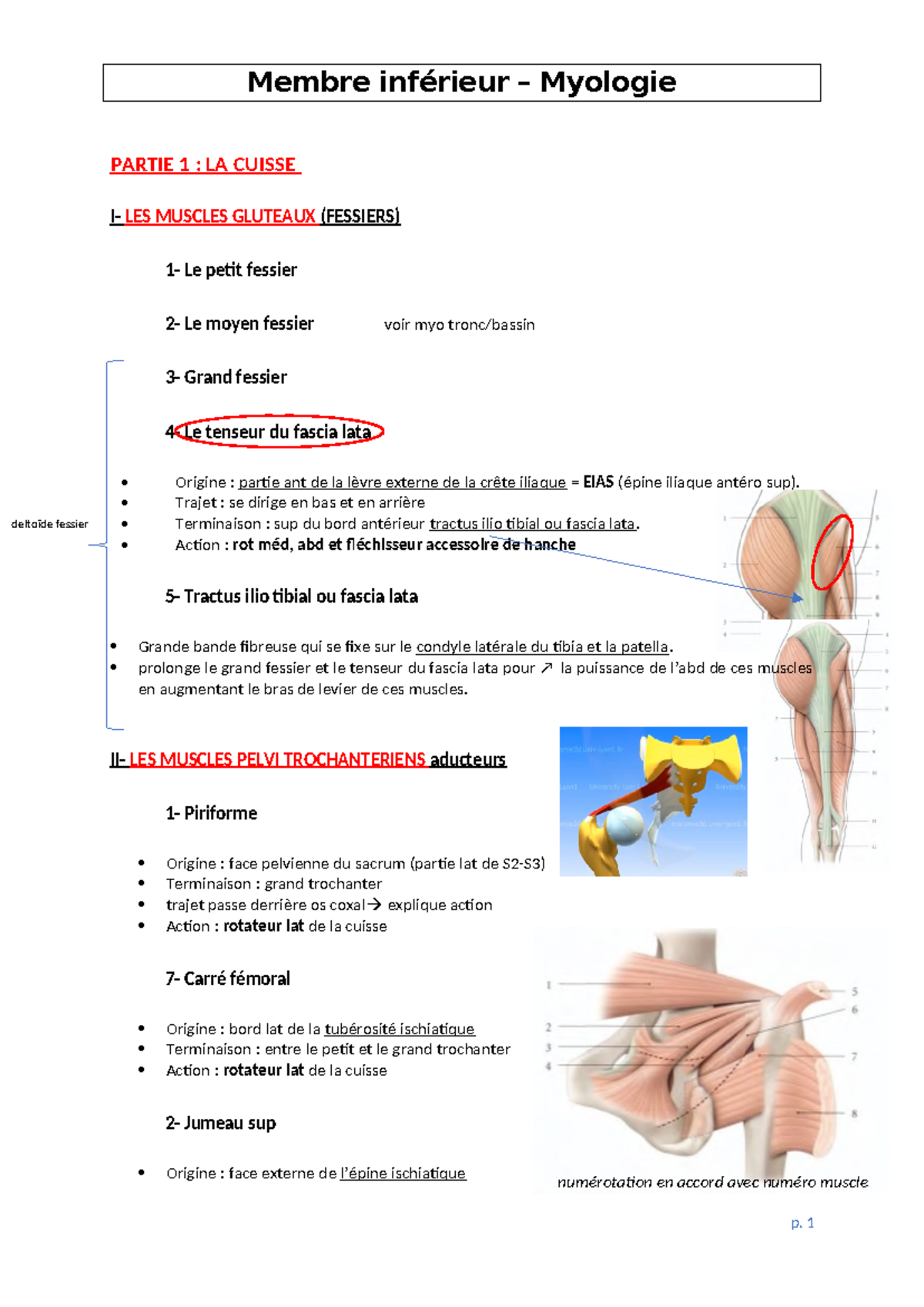 7 Membre inférieur - myologie - PARTIE 1 : LA CUISSE I- LES MUSCLES ...