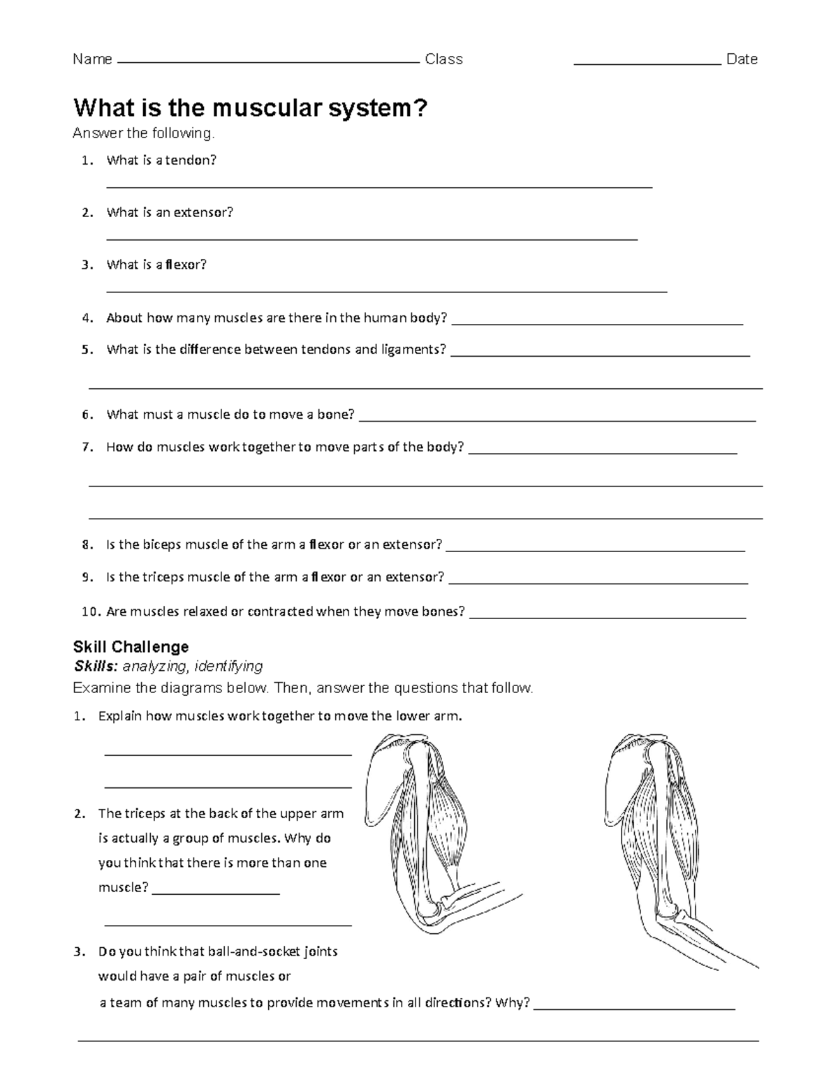 Anatomy and Physiology Muscular System Part 2 - Name Class Date What is ...