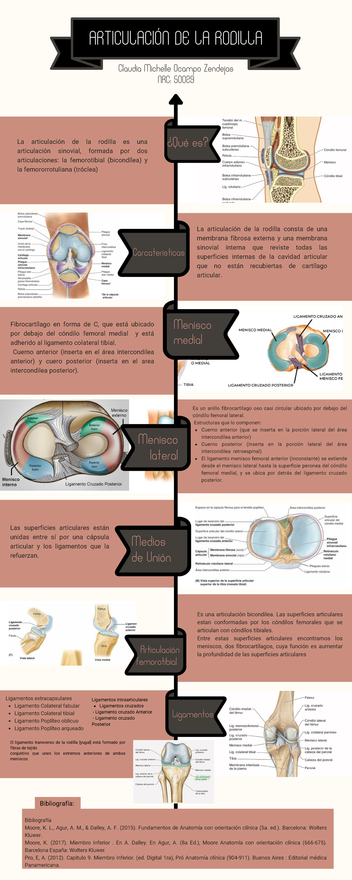 Infografia Art Rodilla - Bibliografía: ARTICULACIÓN DE LA RODILLA ¿Qué ...
