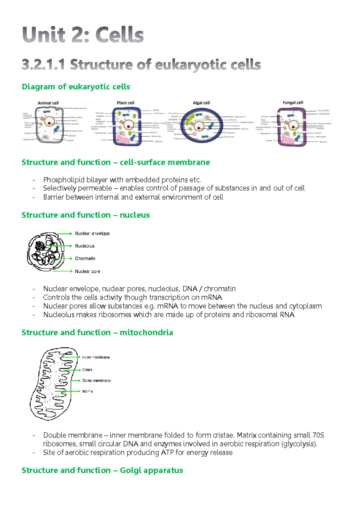 A level OCR Cells notes - Diagram of eukaryotic cells Structure and ...