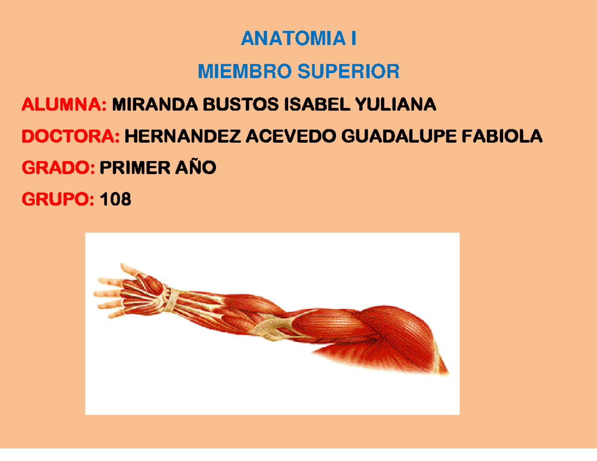 Musculos DEL Miembro Superior Completo - ANATOMIA I MIEMBRO SUPERIOR ...