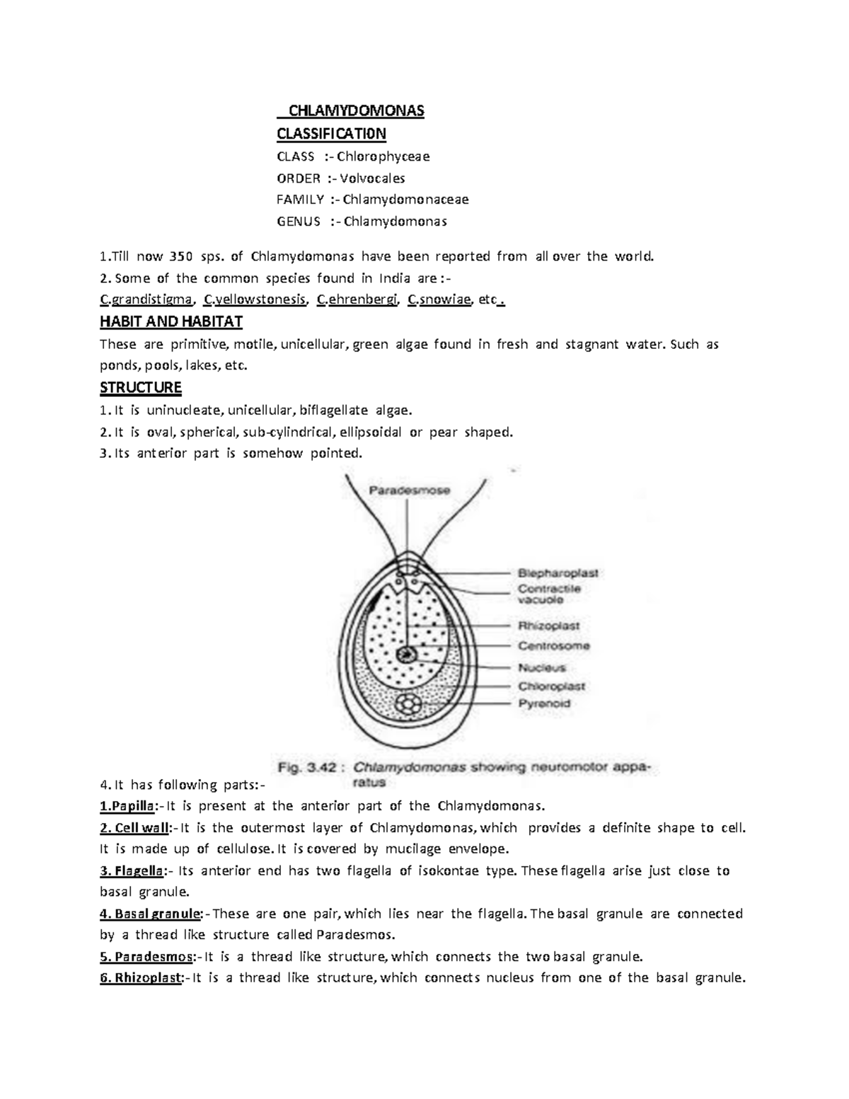 Chlamydomonas - ALGAE - CHLAMYDOMONAS CLASSIFICATI0N CLASS ...