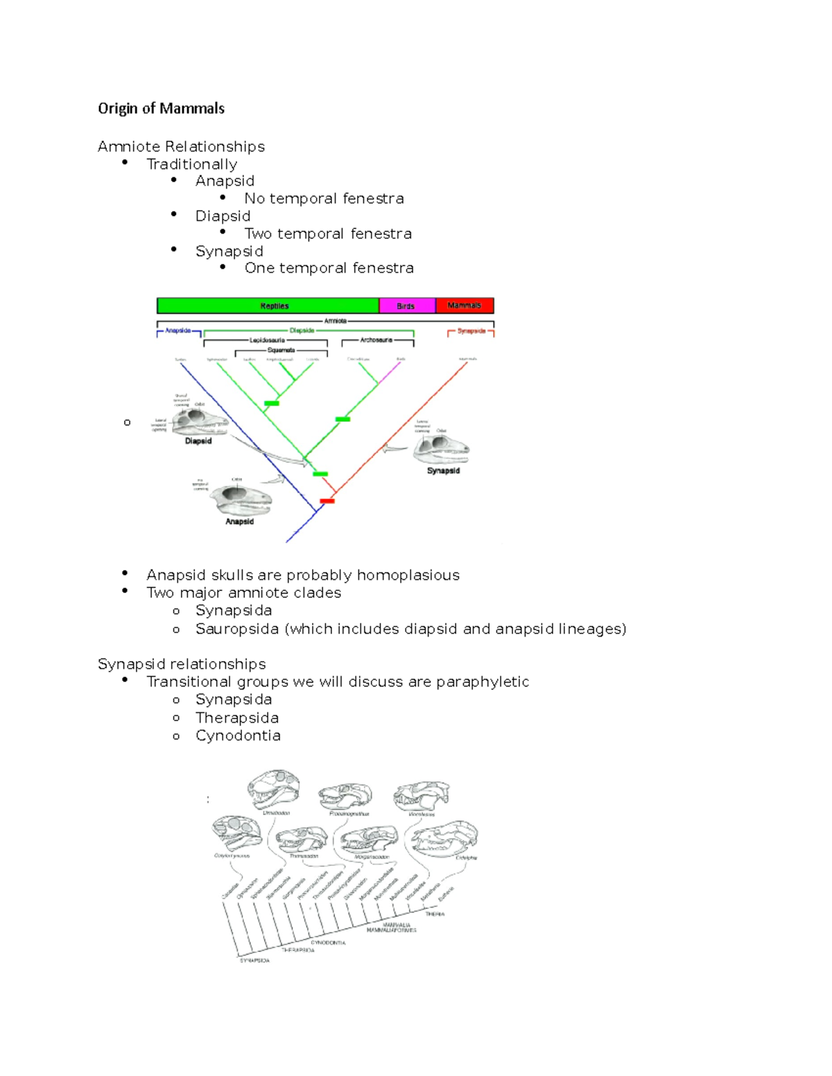 Origin of Mammals - Mammology - Origin of Mammals Amniote Relationships ...