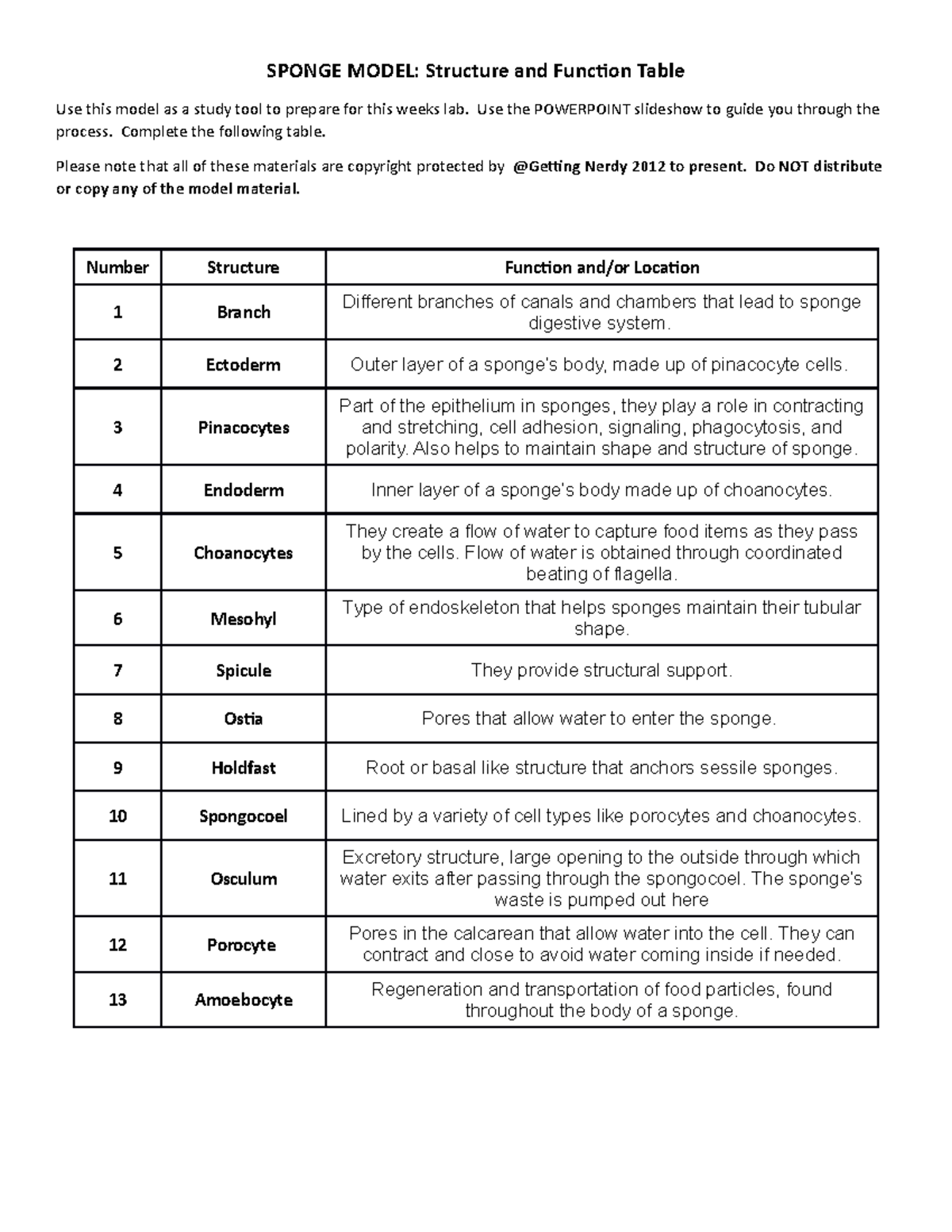 Sponge Structure and Function Table - SPONGE MODEL: Structure and ...
