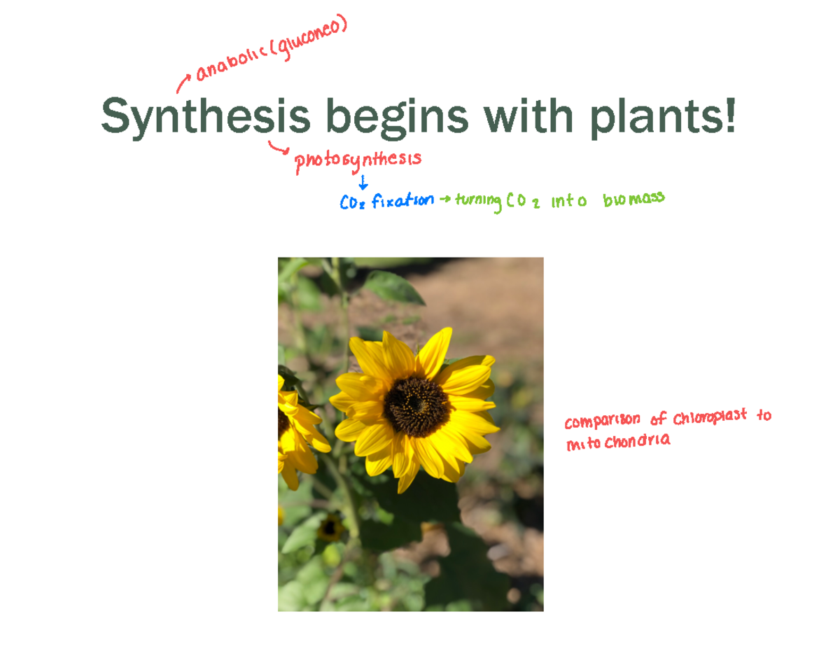 Plants - Lecture notes from Dr. Nolta - Synthesis begins with plants ...