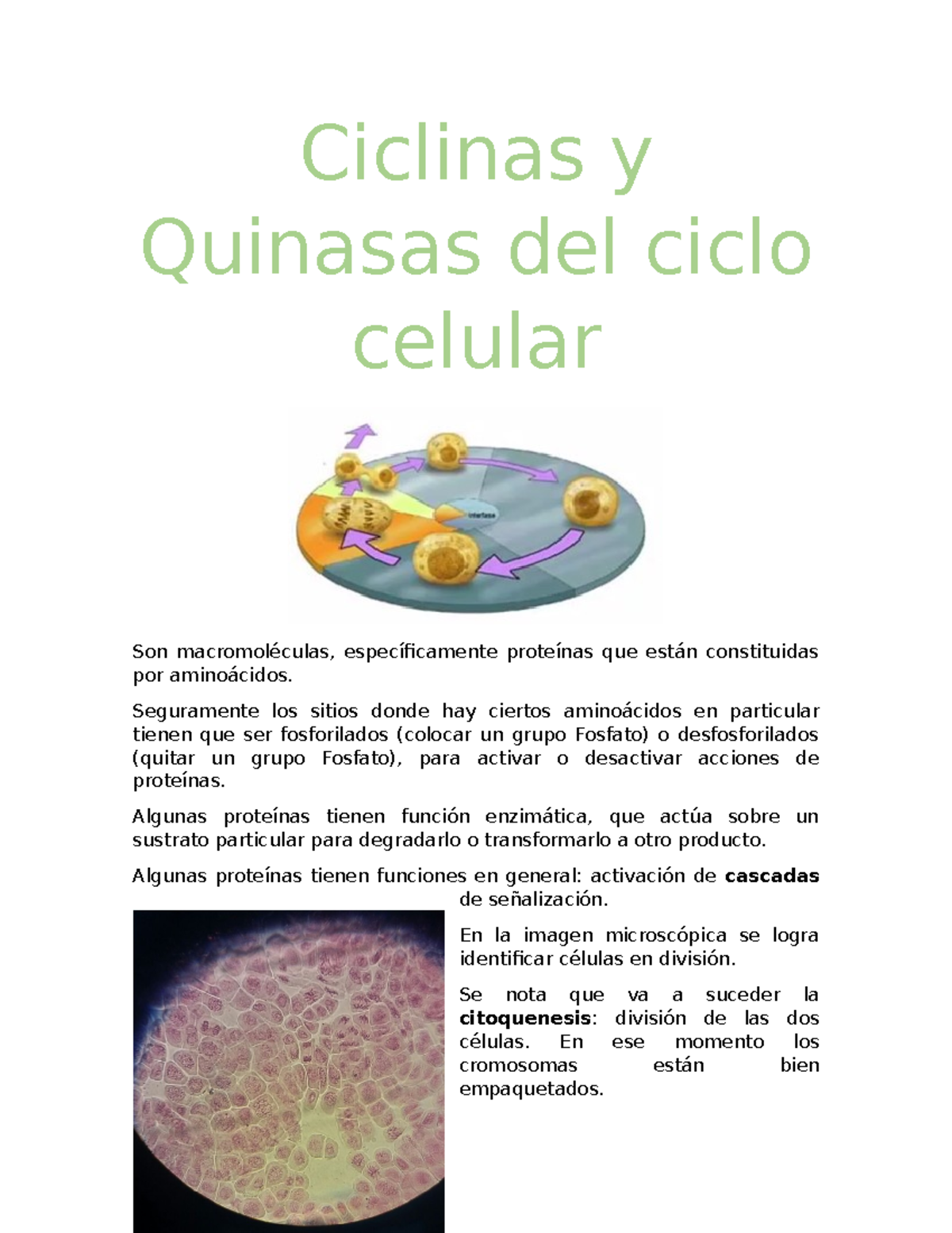 Ciclinas y Quinasas del ciclo celular - Ciclinas y Quinasas del ciclo ...