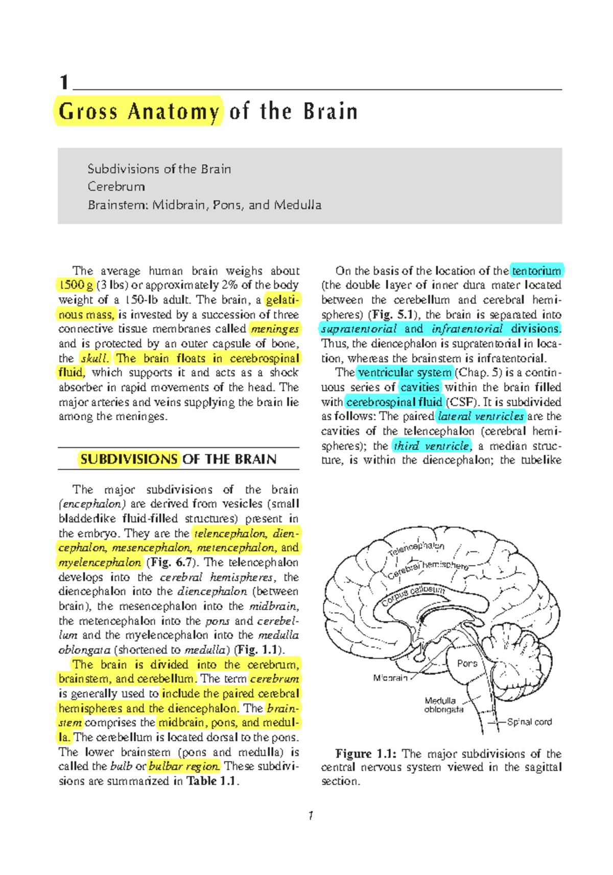 2.The Human Nervous System -Gross Anatomy-2 - The average human brain ...