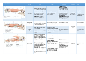 Tableau nerf bras - Nerf Origine Terminaison Trajet Rapport Branches ...
