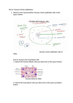 Lab 1 done - Completed assignment - Bio 33 New Lab 1 Lab Report ...