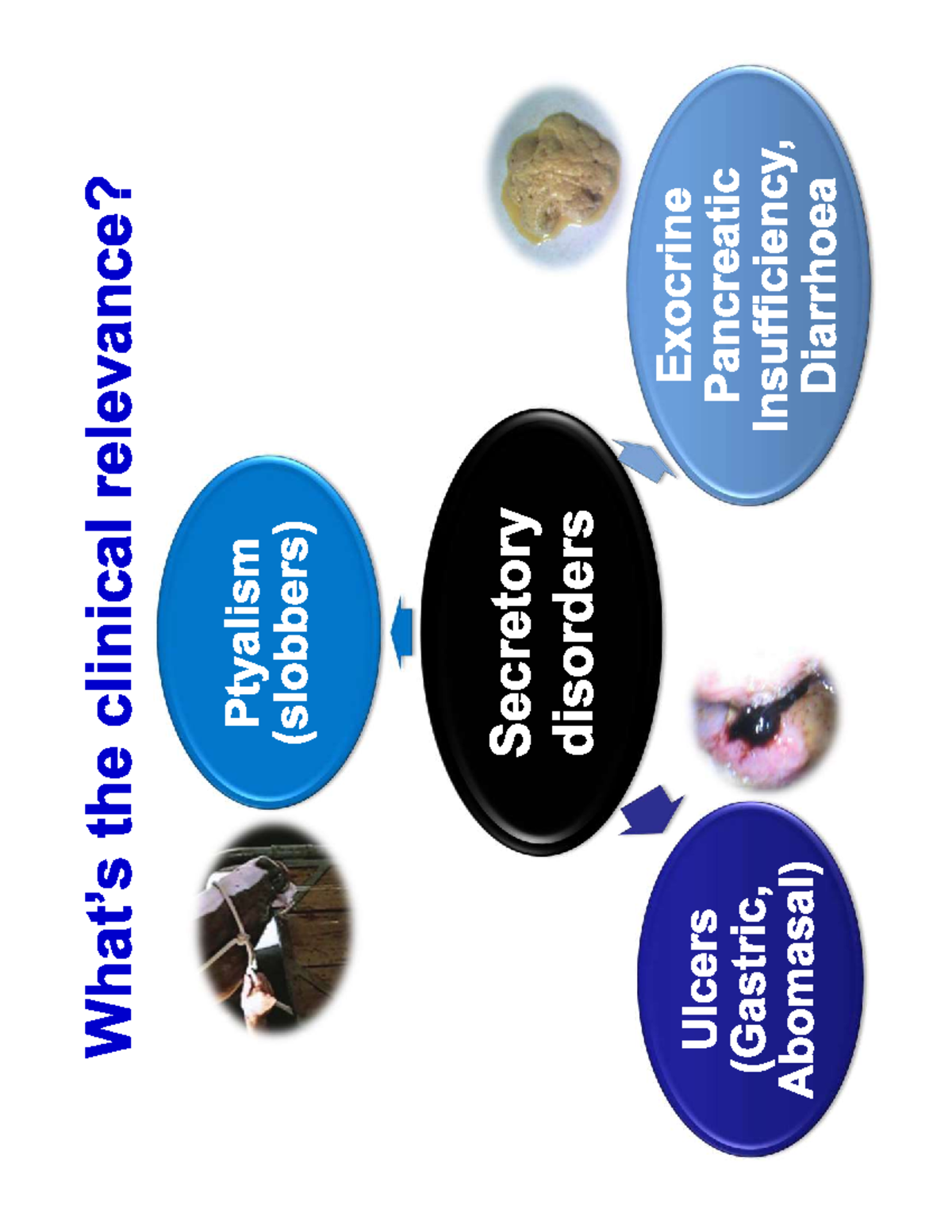 GI Lesson-3 Monogastric Secretions-Oral Gastric - Acronyms ECL Entero ...