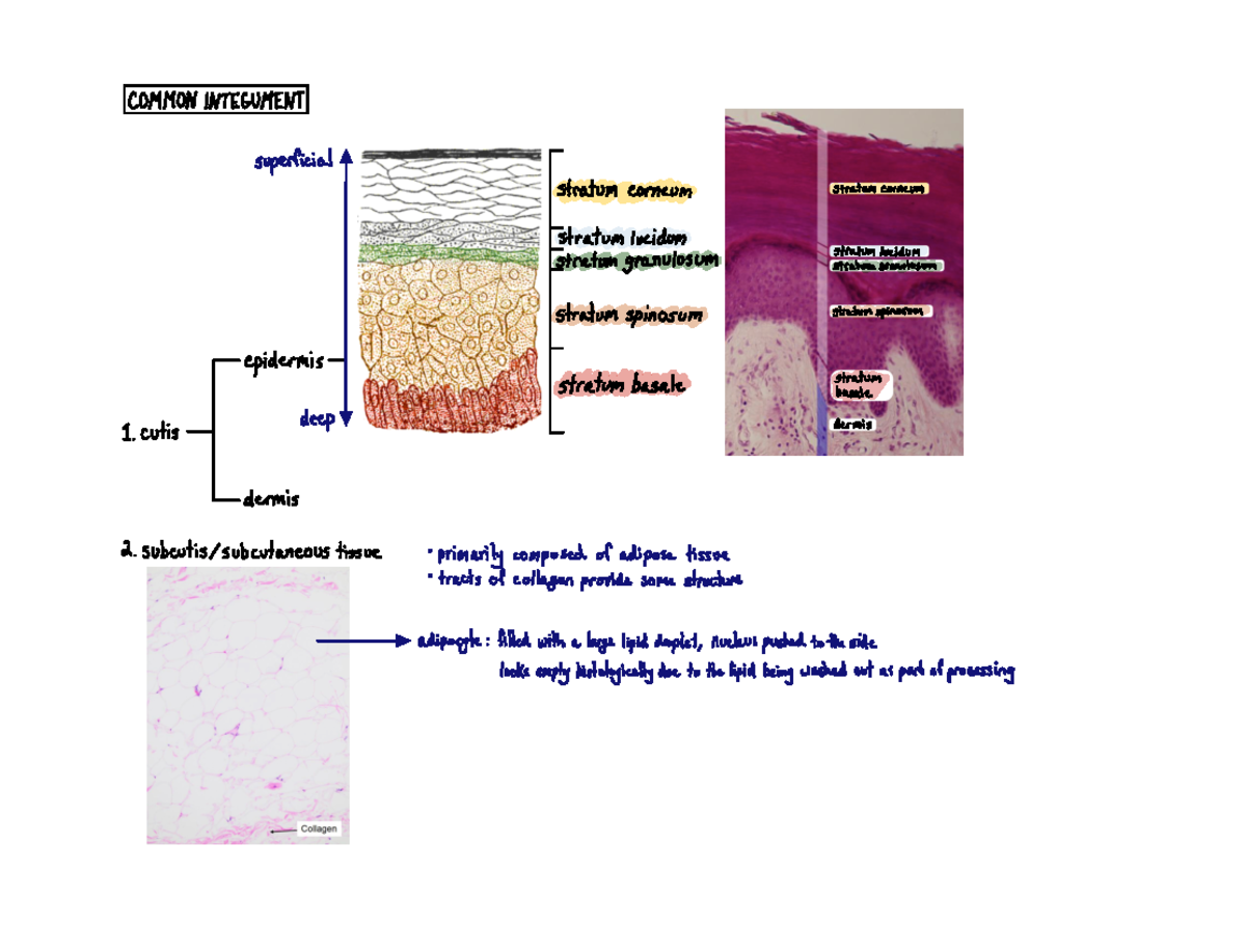 Skin Structure & Function Brief Overview - i E E É É É É E E É É É ÉÉ É ...