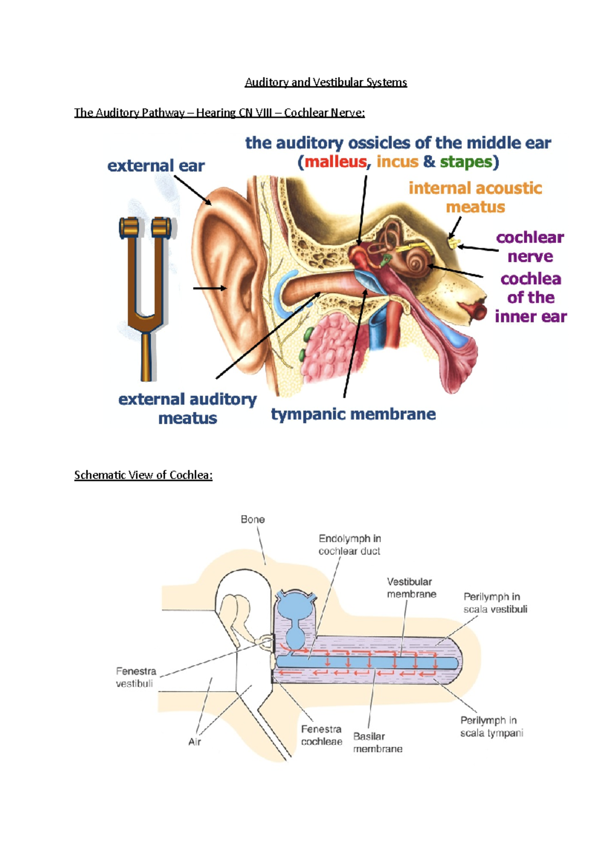 Auditory and Vestibular Systems - Superior olivary nucleus and nucleus ...