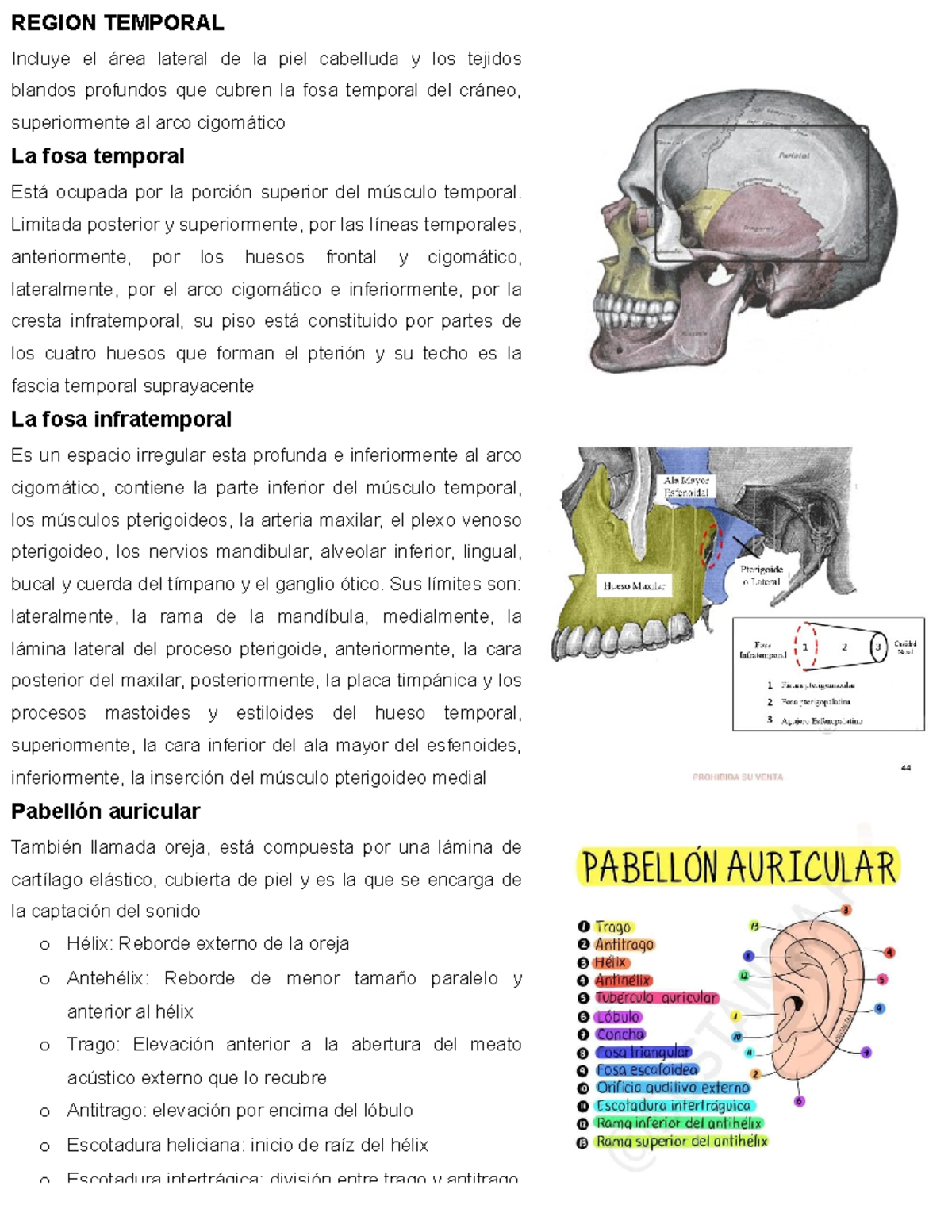 Resumen de la region temporal del craneo - REGION TEMPORAL Incluye el ...