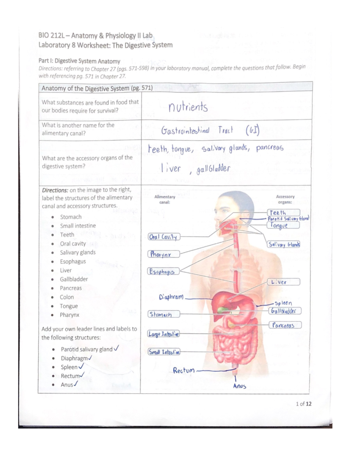 Digestive System - BIO 212L - Studocu