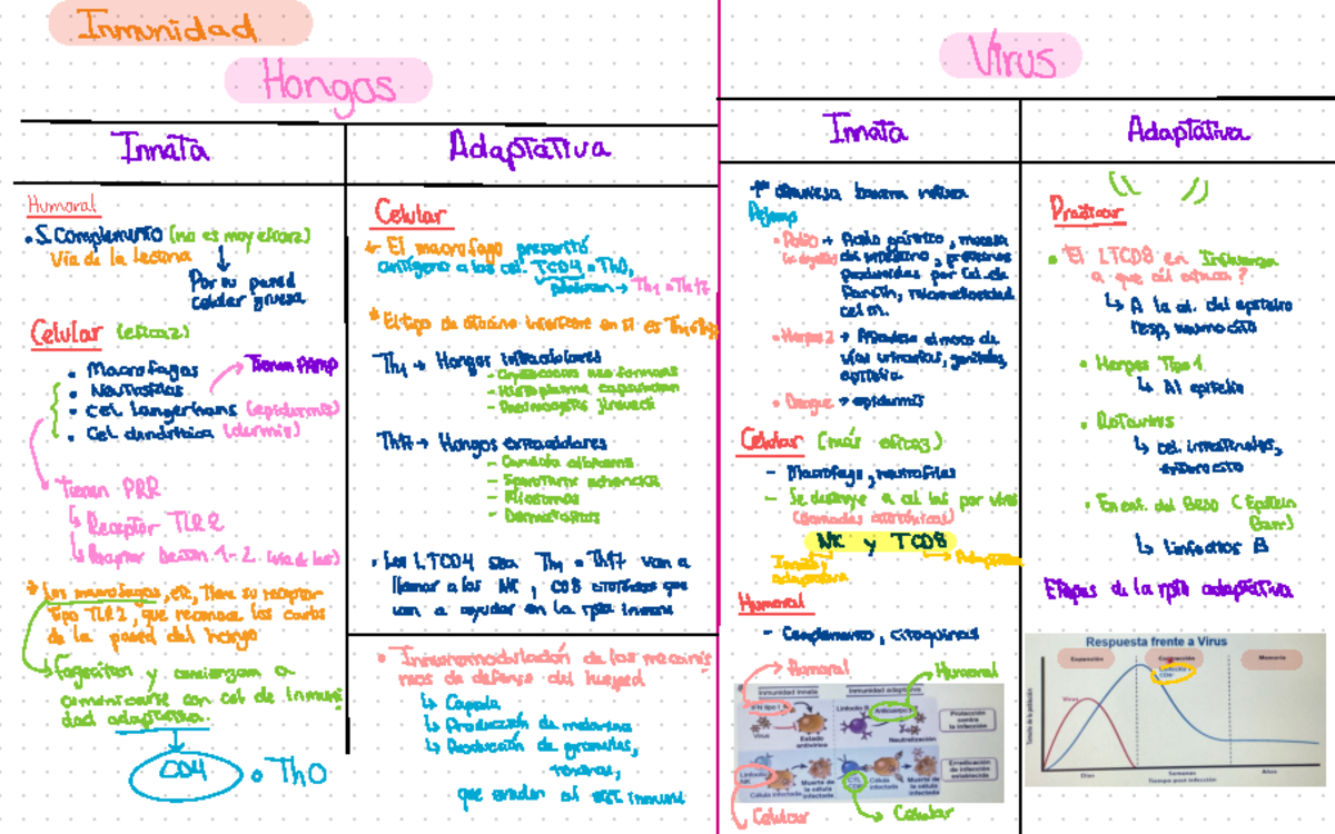 Paramyxovirus/Defensa contra hongos y virus - Inmunidad UrUS Hongos Innata Adaptativa Innata ...