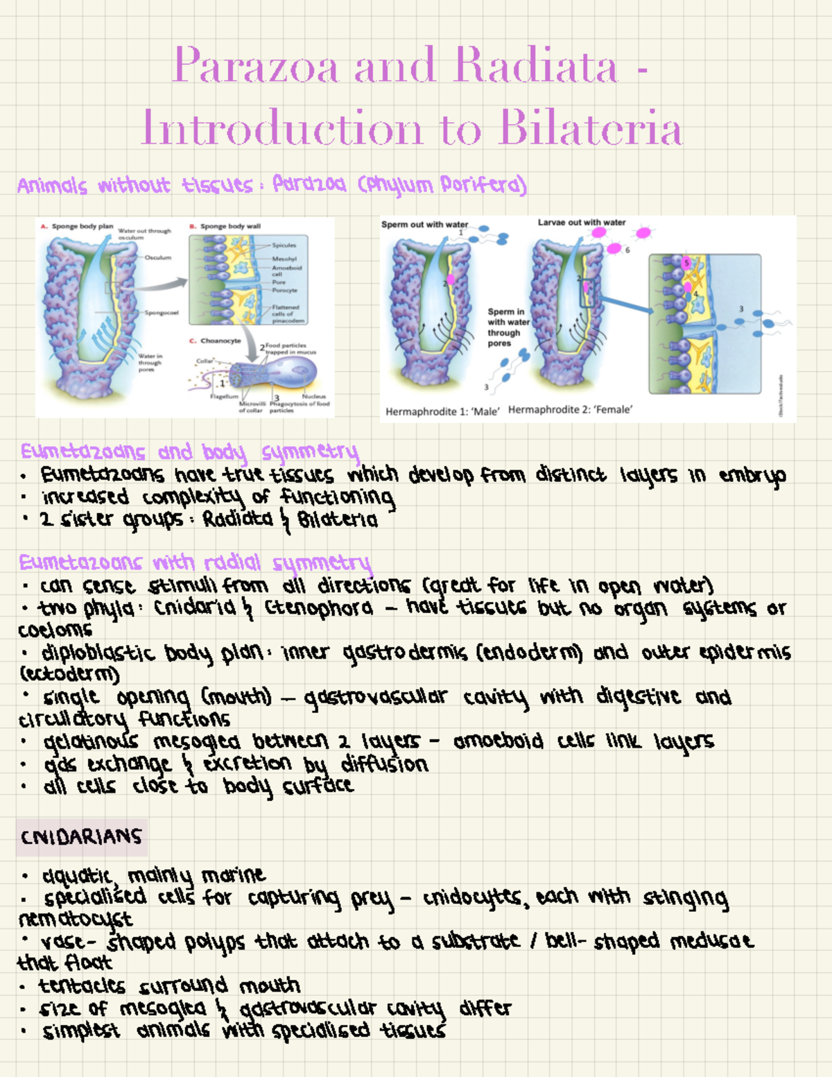 Parazoa And Radiata - Introduction To Bilateria - Parazoa and Radiata ...