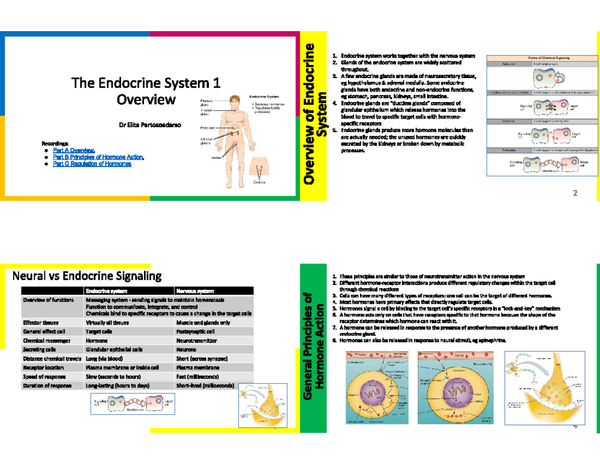 1 Endocrine System 1 -4 - summury - HLSC1700 - Studocu