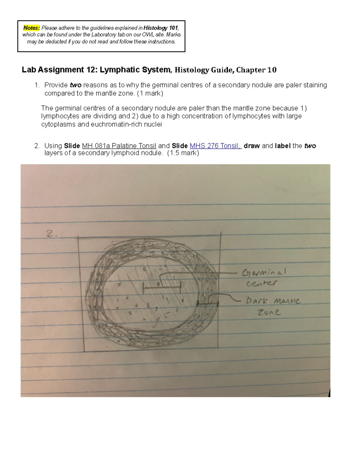 Lab 12 assignment FW2021 - Student - Lab Assignment 12: Lymphatic ...